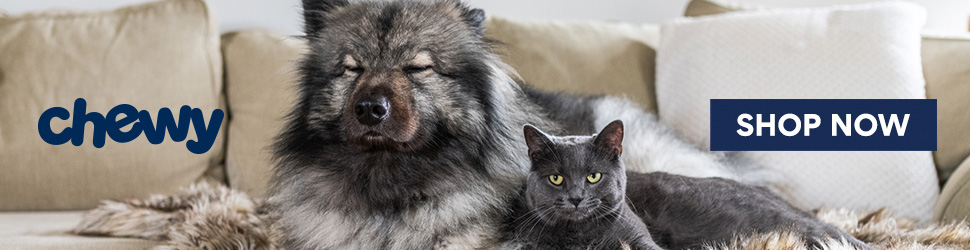 Bernefie Dog Breed Information - All You Need To Know - Dog Product Picker